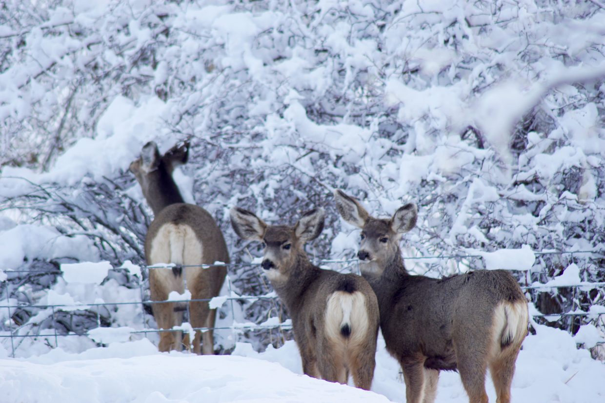 Weather Watch: Winter wonderland has arrived with snow showers into ...