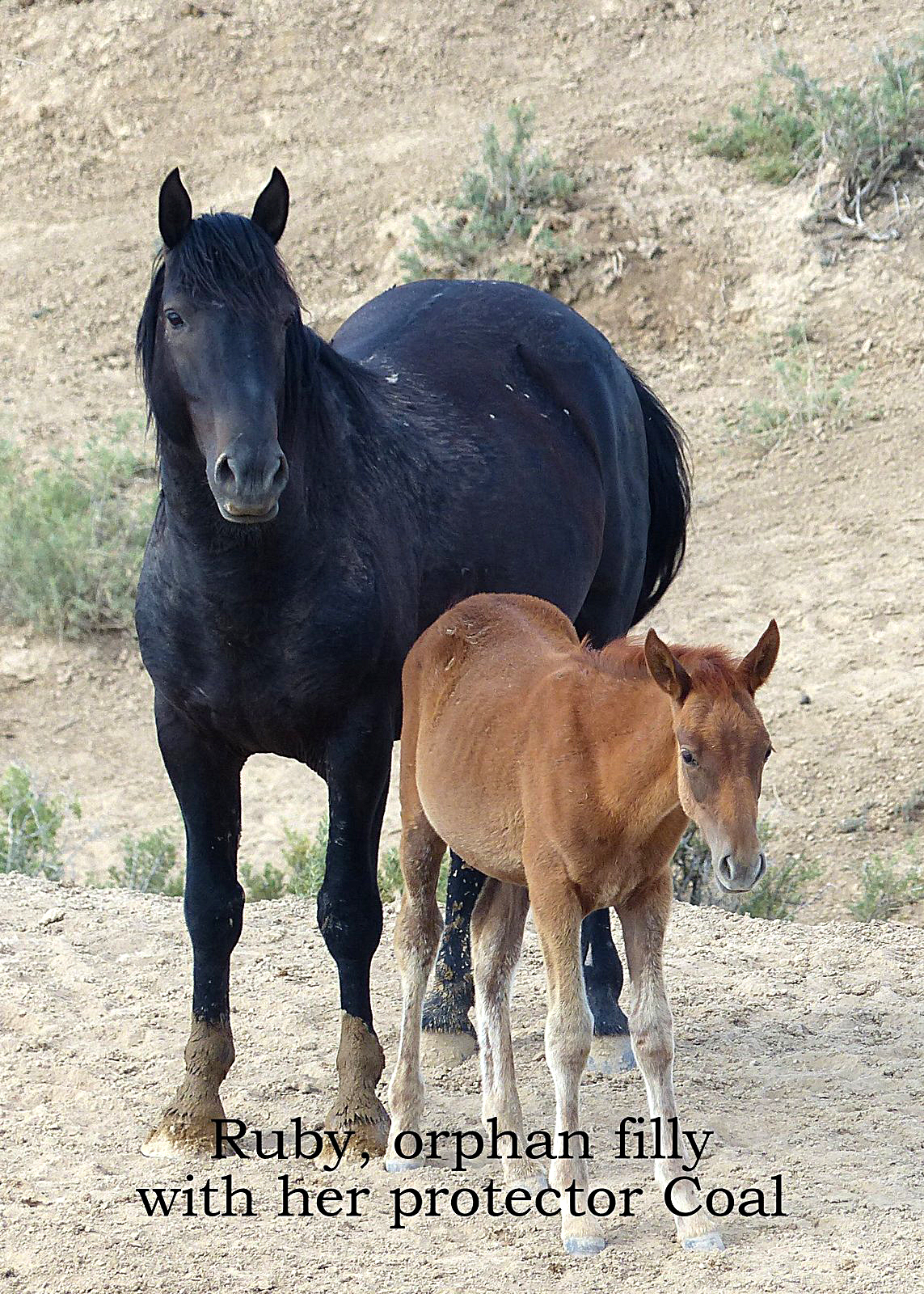 Patti Mosbey: ‘What happened to Ruby’ the wild mare? | CraigDailyPress.com
