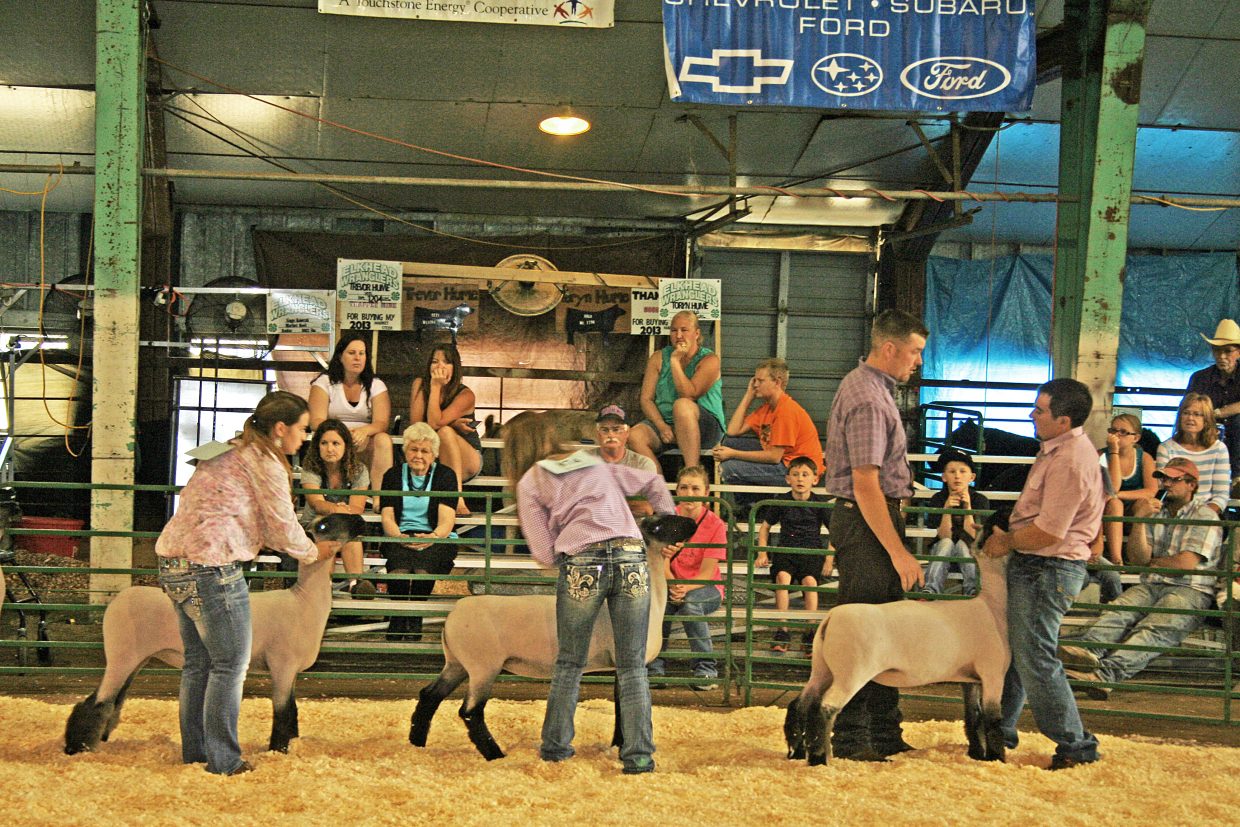 Ewe-tiful sheep showmanship sheds fun, healthy competition at Moffat ...