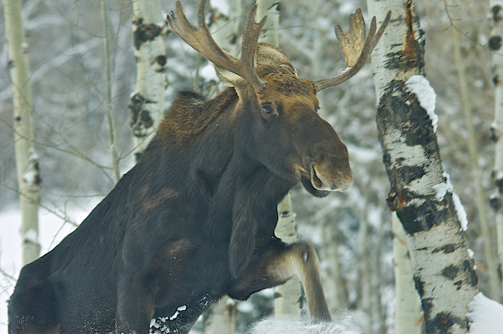 30 moose spotted in Routt County | CraigDailyPress.com