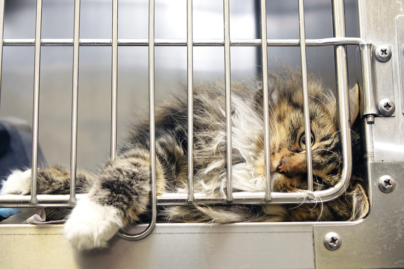 Adoptable pets from the Craig Animal Shelter | CraigDailyPress.com