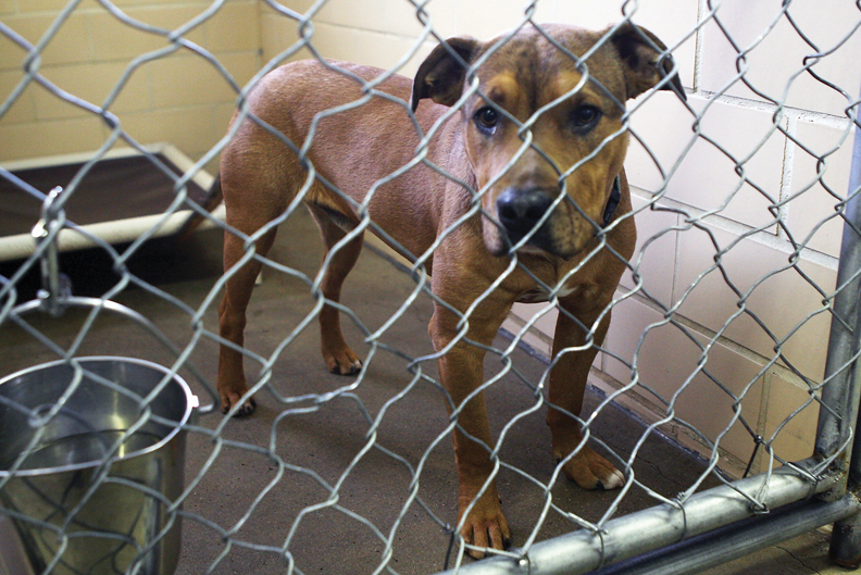 Adoptable pets from the Craig Animal Shelter | CraigDailyPress.com