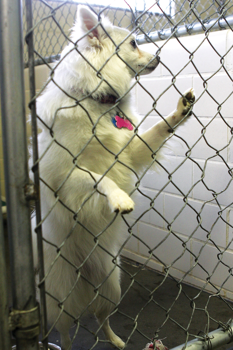 Adoptable pets from the Craig Animal Shelter | CraigDailyPress.com