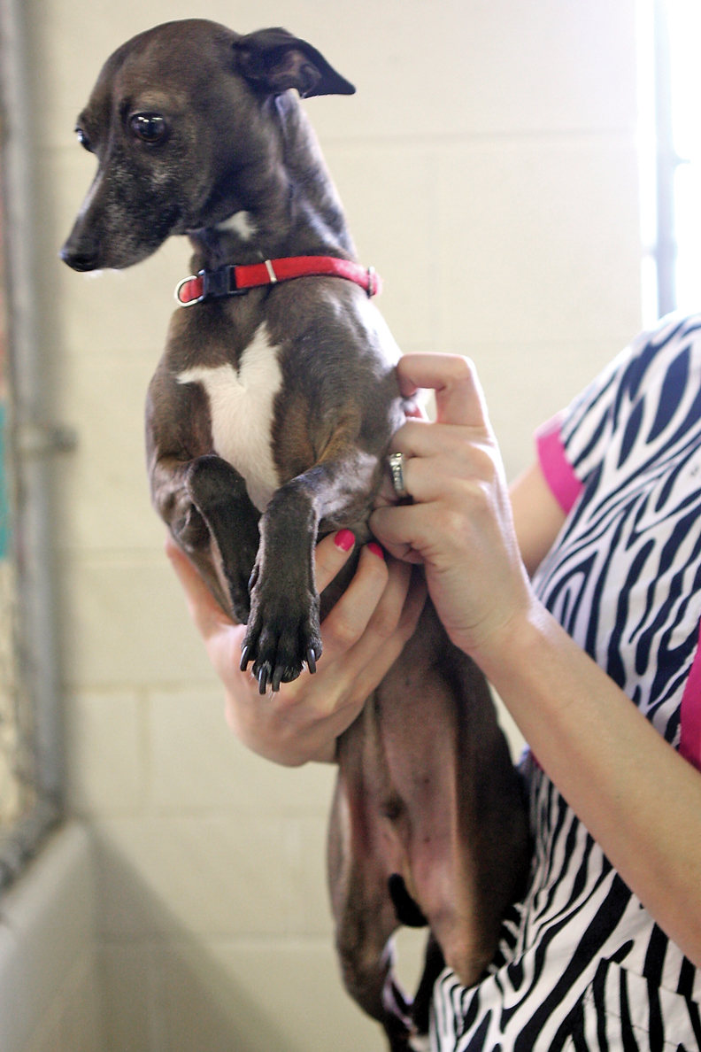 Adoptable pets from the Craig Animal Shelter | CraigDailyPress.com