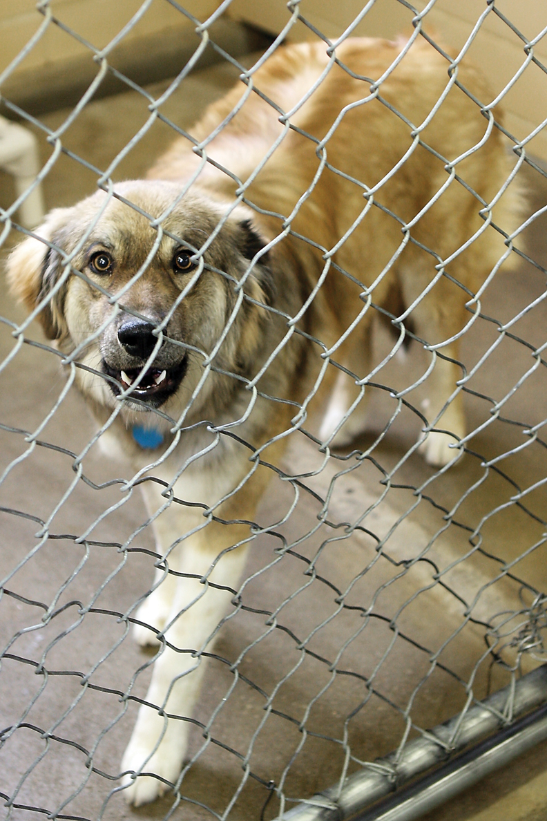 Adoptable pets from the Craig Animal Shelter | CraigDailyPress.com
