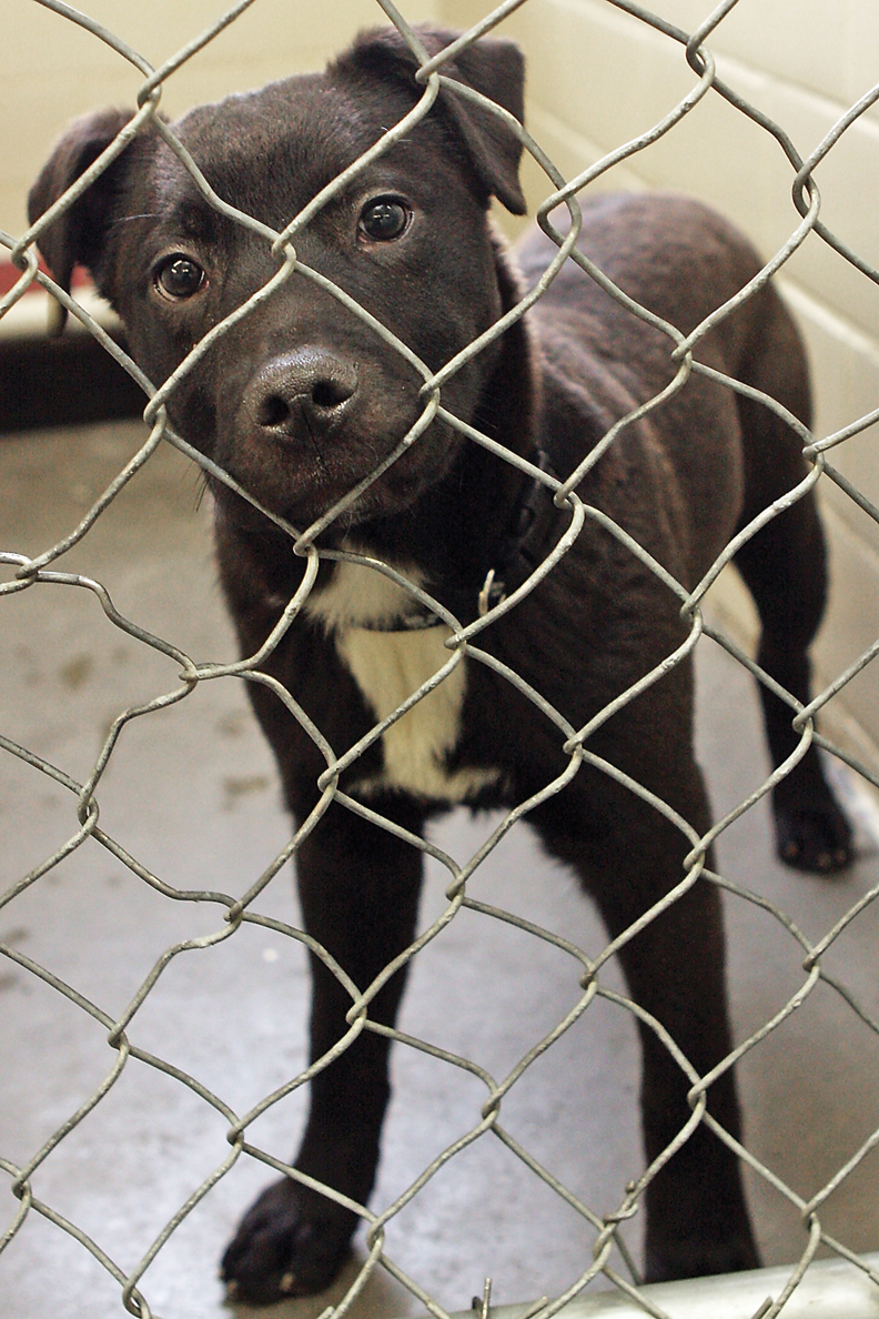 Adoptable pets from the Craig Animal Shelter | CraigDailyPress.com