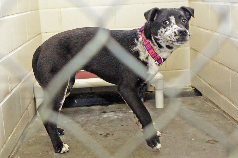 Adoptable pets from the Craig Animal Shelter | CraigDailyPress.com