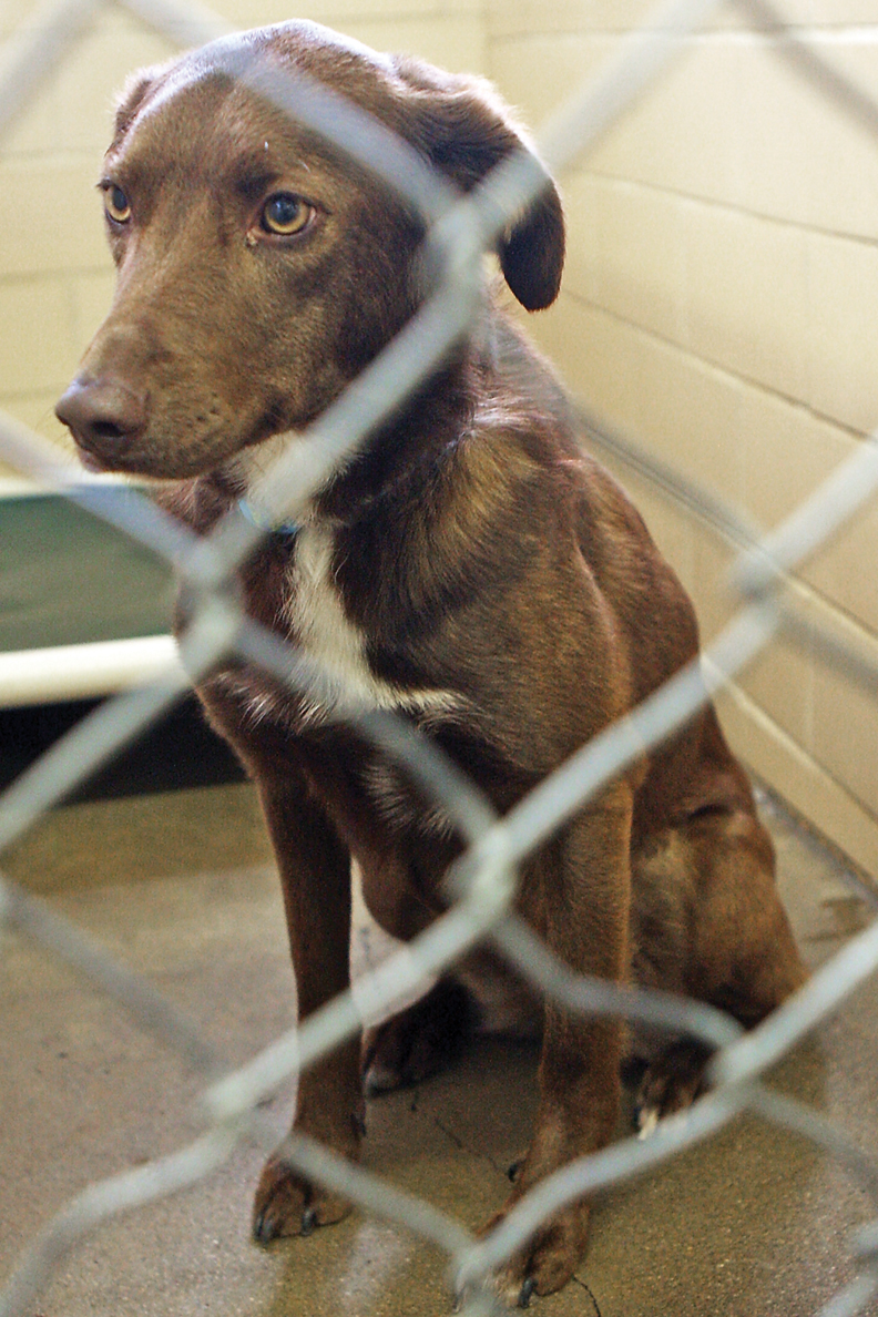 Adoptable pets from the Craig Animal Shelter | CraigDailyPress.com