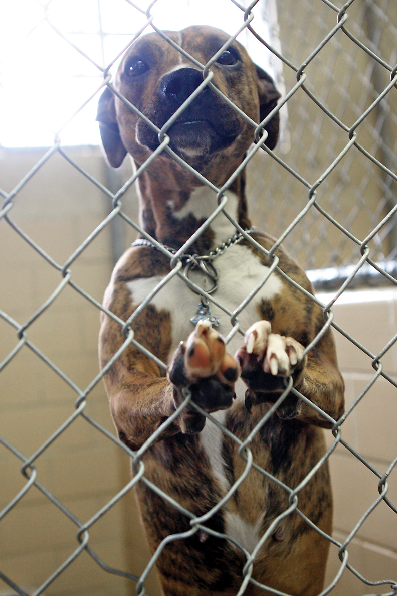 Adoptable pets from the Craig Animal Shelter | CraigDailyPress.com