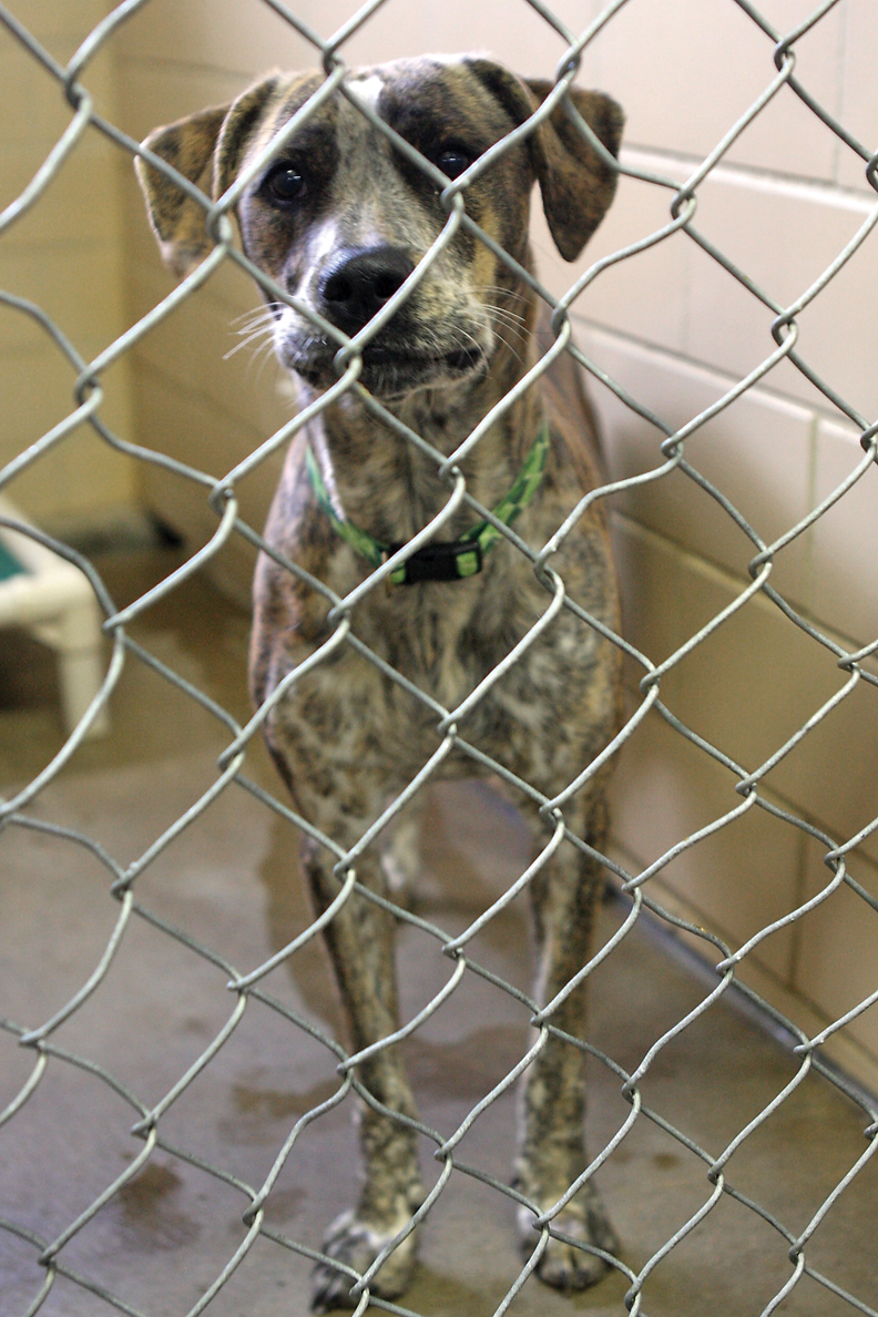 Adoptable pets from the Craig Animal Shelter | CraigDailyPress.com