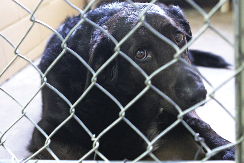 Adoptable pets from the Craig Animal Shelter | CraigDailyPress.com