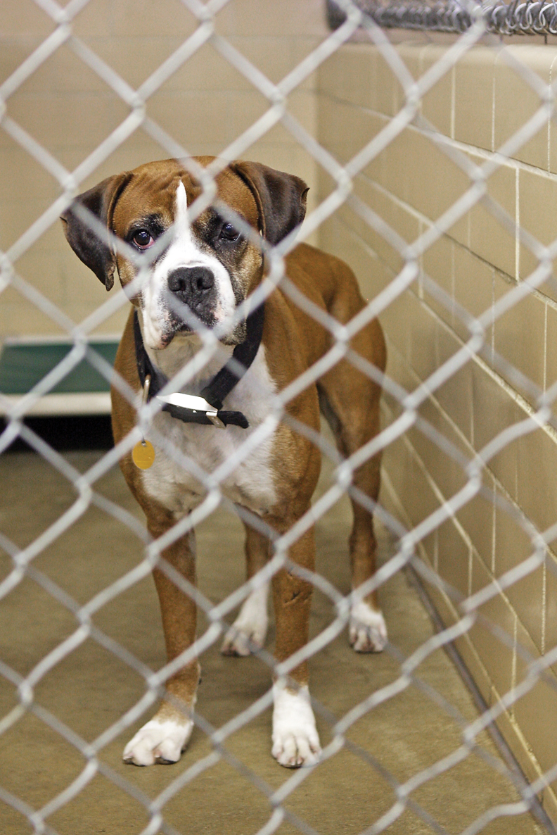 Adoptable pets from the Craig Animal Shelter | CraigDailyPress.com
