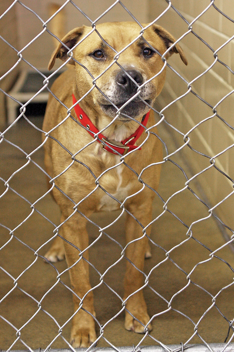 Adoptable pets from the Craig Animal Shelter | CraigDailyPress.com