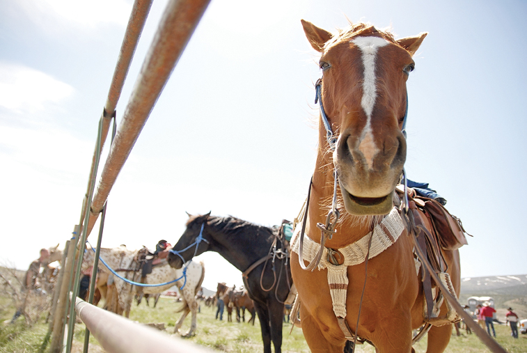 Sombrero Ranches’ Great American Horse Drive mixes new traditions with ...