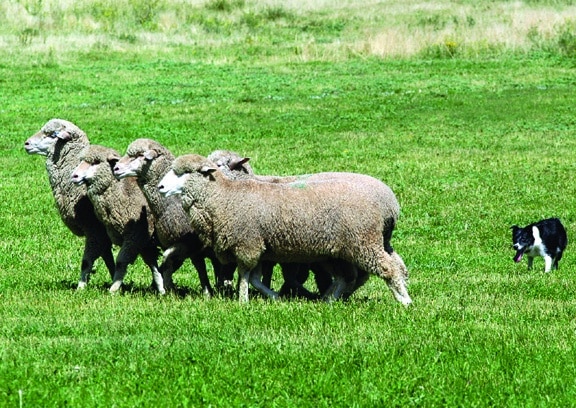 Sheep, dogs … and monkeys | CraigDailyPress.com