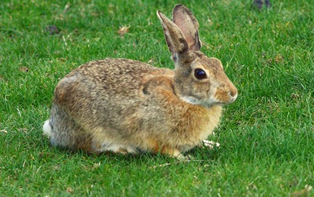 Rabbit fever confirmed in Mesa, Moffat counties | CraigDailyPress.com