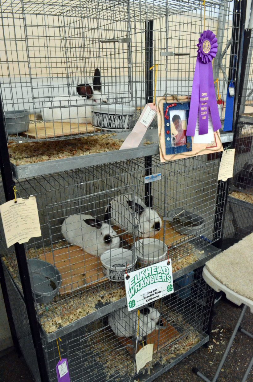 Moffat County Fair — Part 2 | CraigDailyPress.com