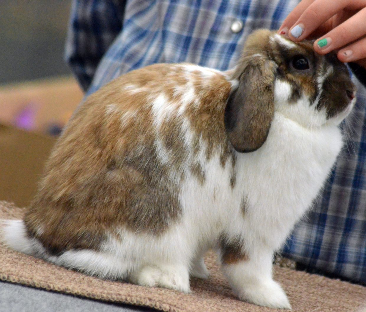 Small animals, big results: Rabbit, poultry shows demonstrate care at ...