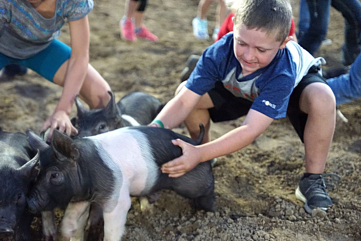Kids go hog wild at 100th Moffat County Fair Catch-A-Pig Contest ...