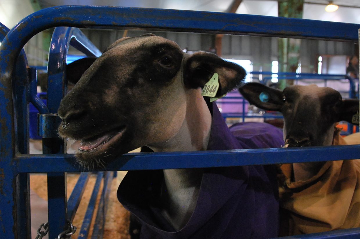Goats, handlers show their stuff at Moffat County Fair ...
