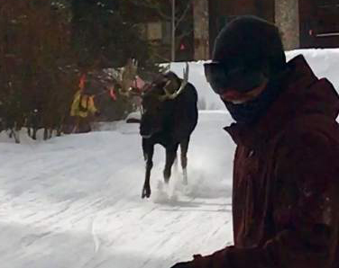Video captures moose chasing skiers Saturday at Breckenridge Ski Resort ...