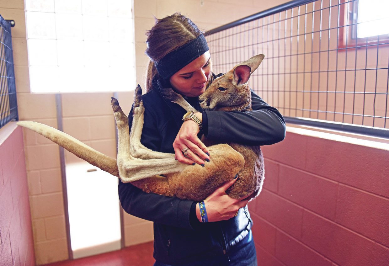 Buckaroo the kangaroo an unexpected guest at Steamboat MusicFest ...