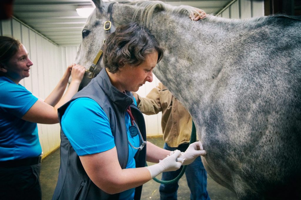 Keeping the stock safe: An inside look at the vets helping Steamboat ...