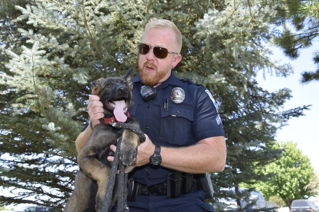 Puppy police officer: Craig’s newest canine crimefighter will hit ...
