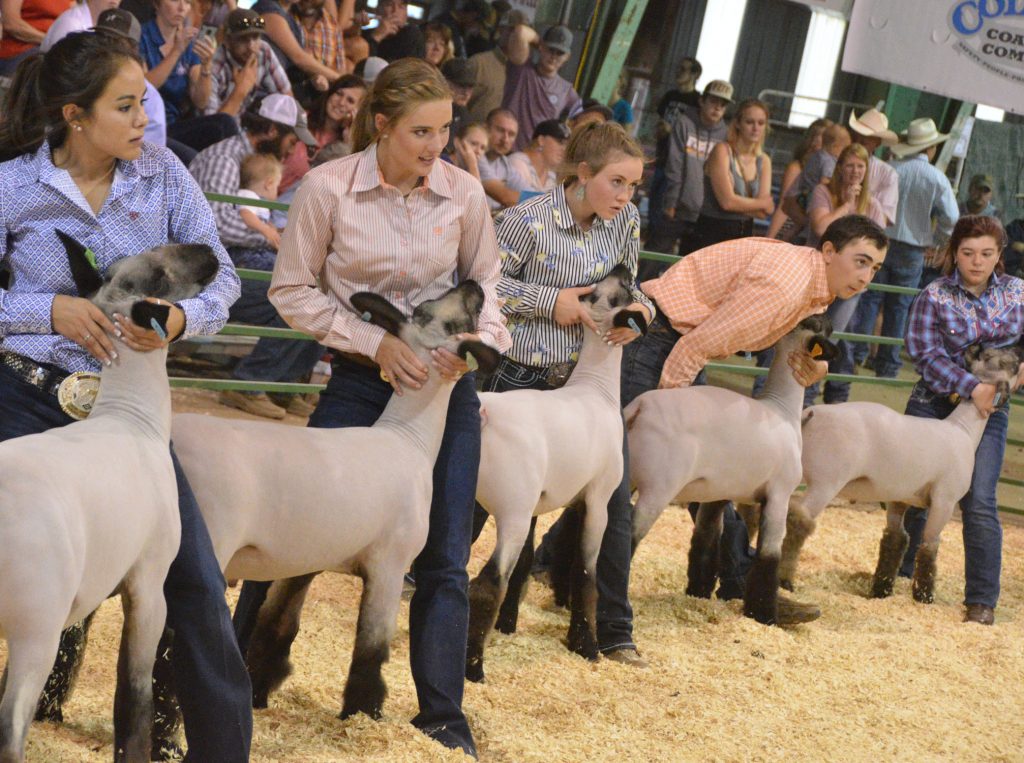 101 photos from the 101st Moffat County Fair | CraigDailyPress.com