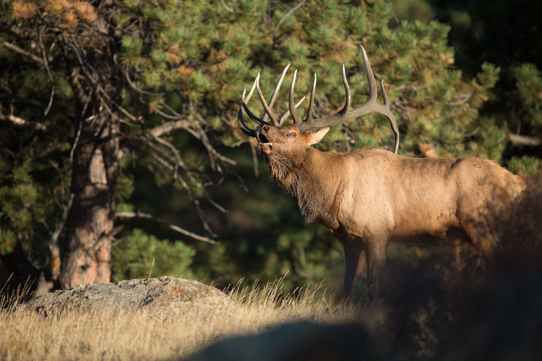 Colorado Hunter: Trophy tips — Three hints for hunting the ‘mighty six ...