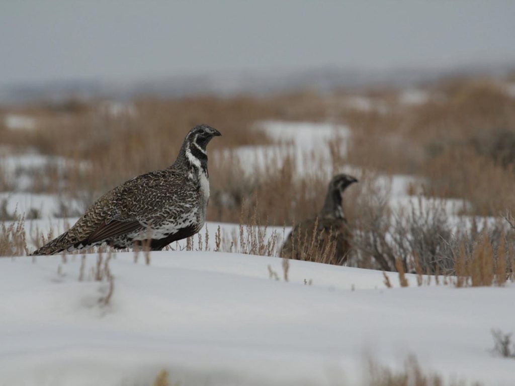 New techniques make population estimates easier for sage grouse ...