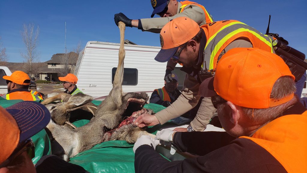 CPW uncovers several hunting violations during check-station at Yampa ...