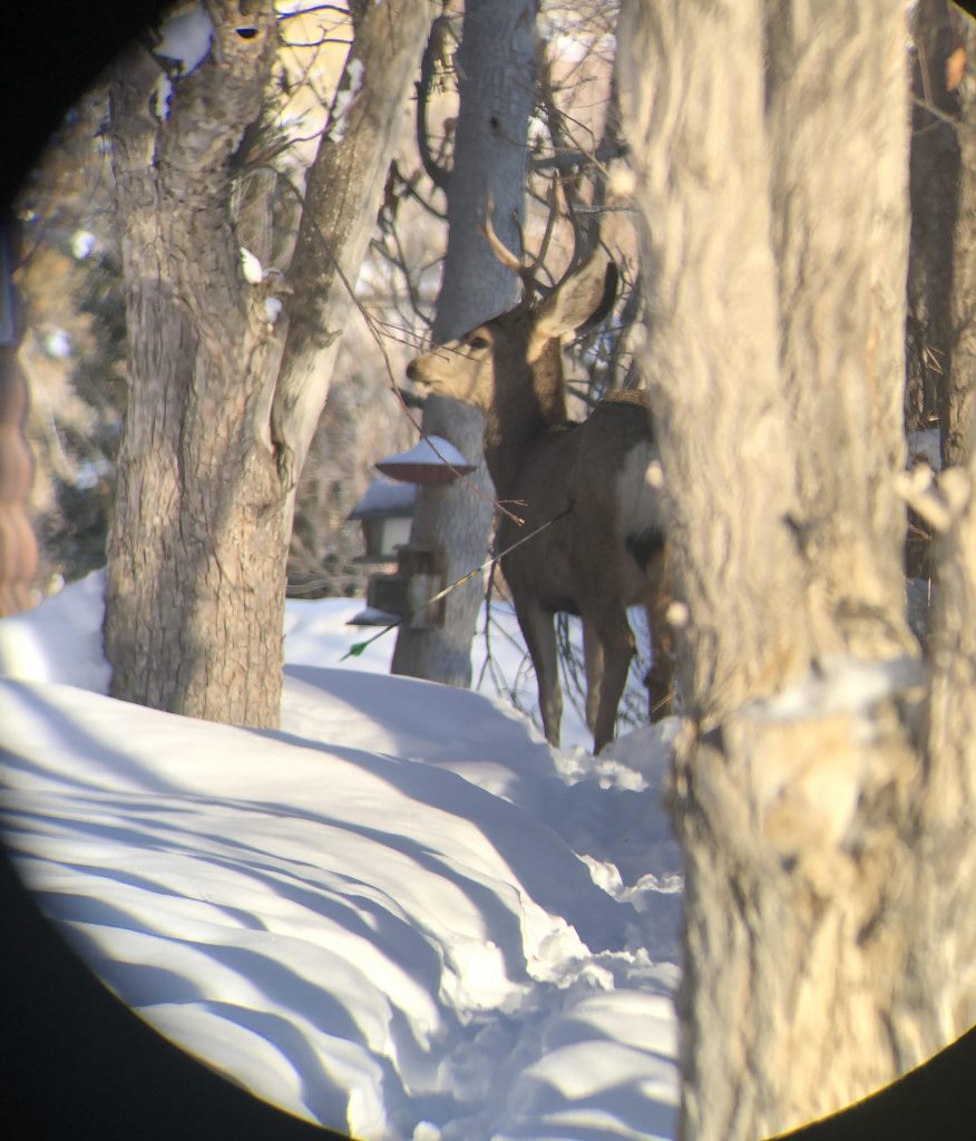 CPW looking for individual suspected of illegally shooting a mule deer ...