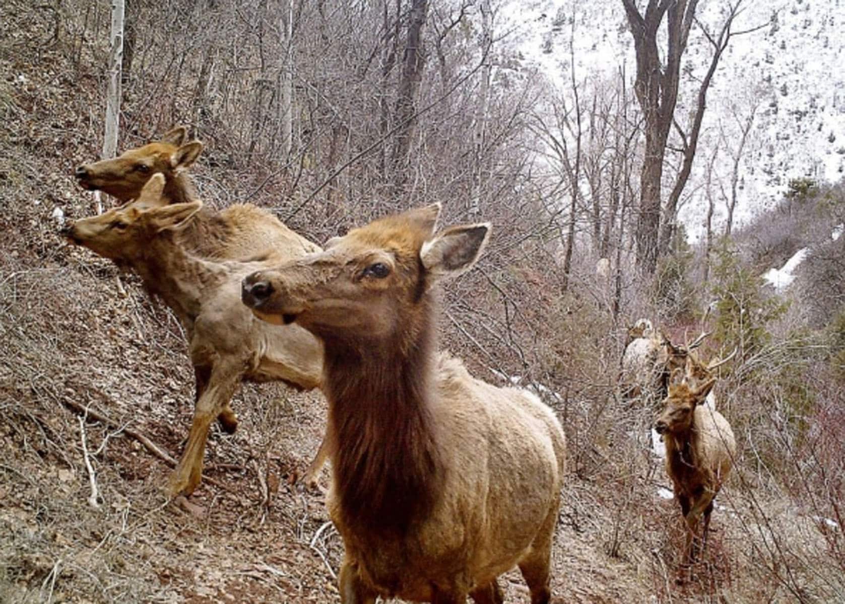 Elk herd population plummets in Aspen, Vail areas as human use grows ...