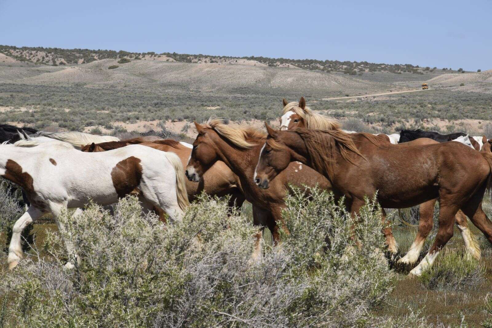 Great American Horse Drive returns to Maybell on May 8 after two-year ...