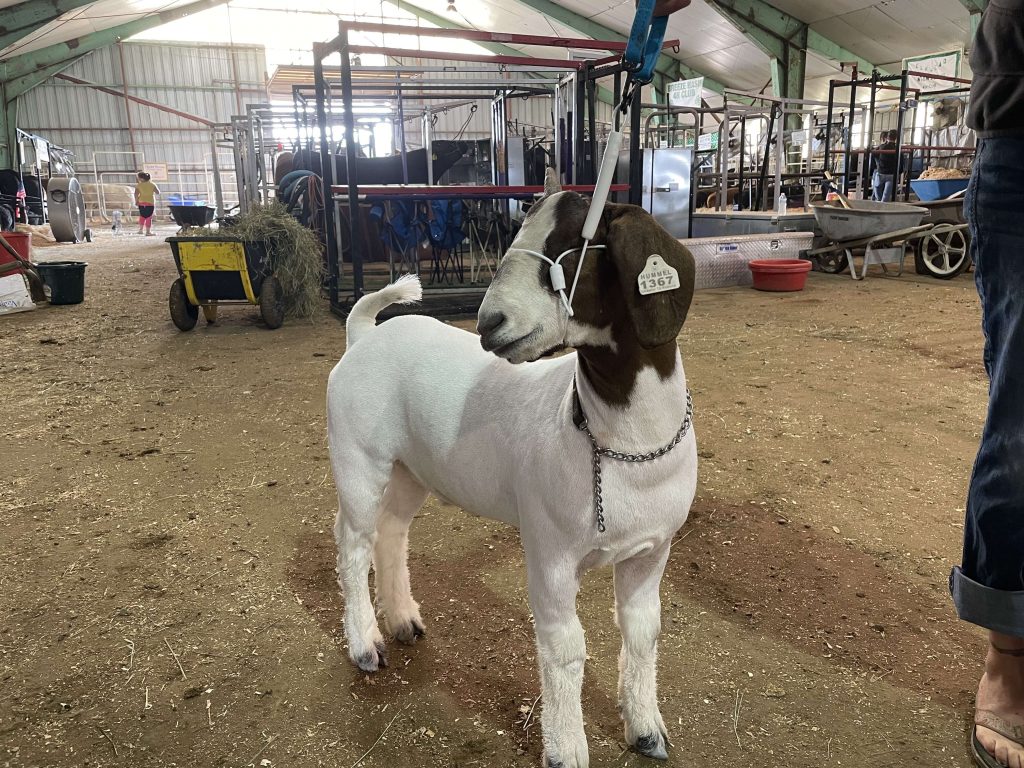 Boulger dominates at fair goats show | CraigDailyPress.com