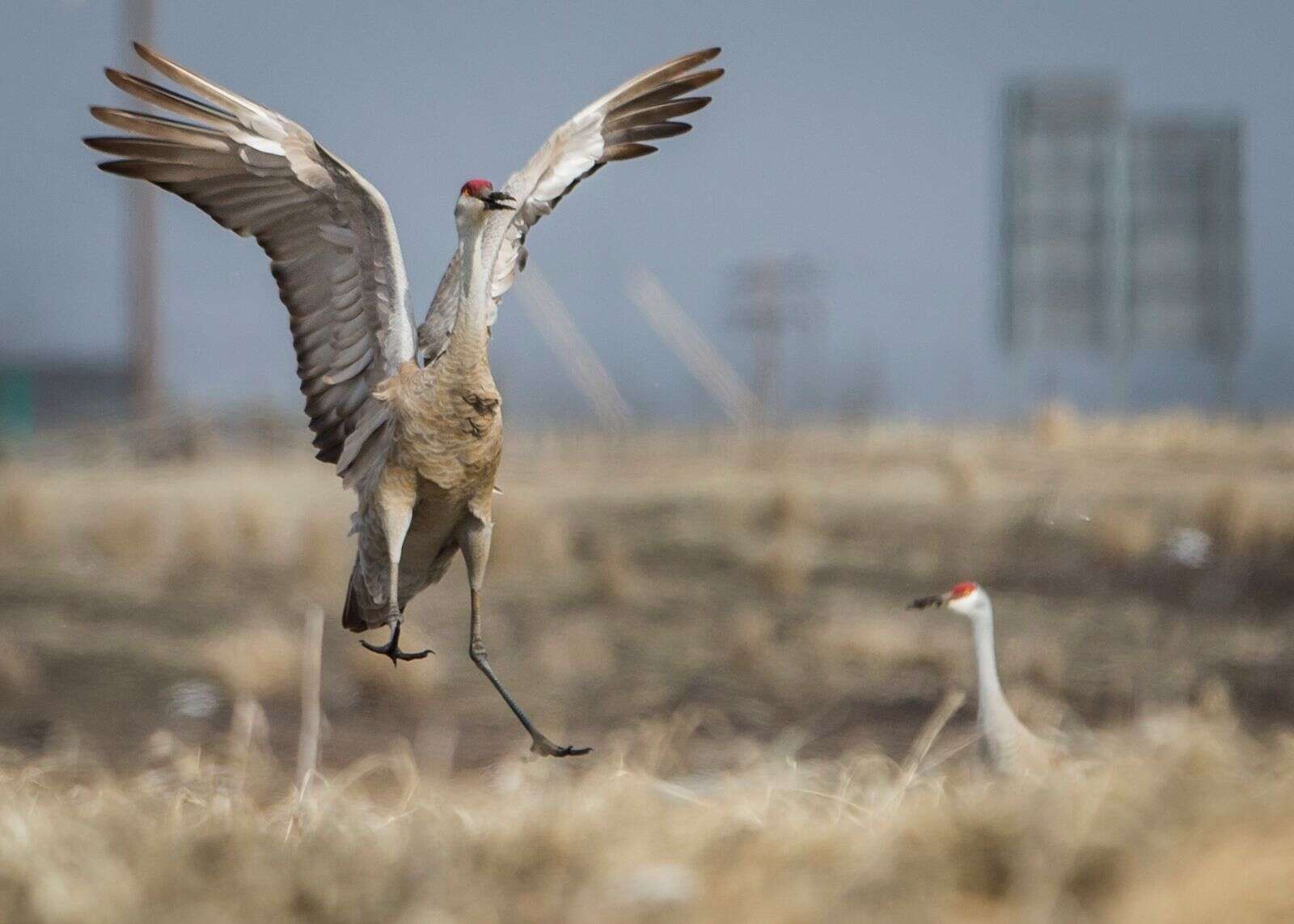 New camera offers rare glimpse at nesting cranes | CraigDailyPress.com