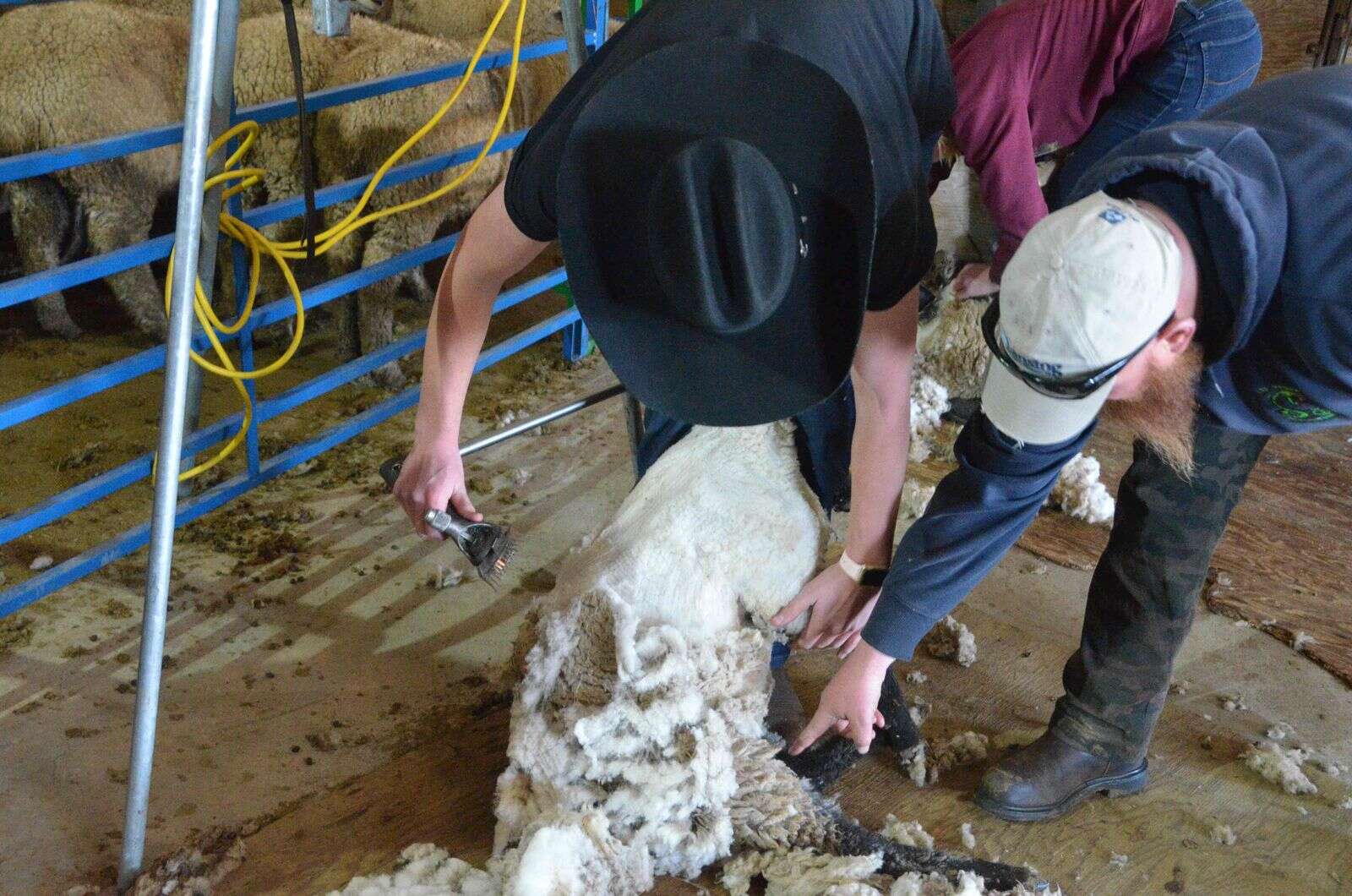 Sheep shearing school takes place at the Moffat County Fairgrounds ...