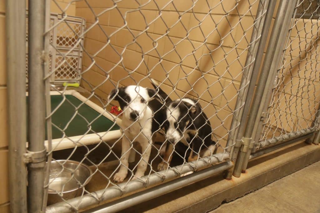 Craig Animal Shelter is nearing capacity and encouraging pet adoptions ...