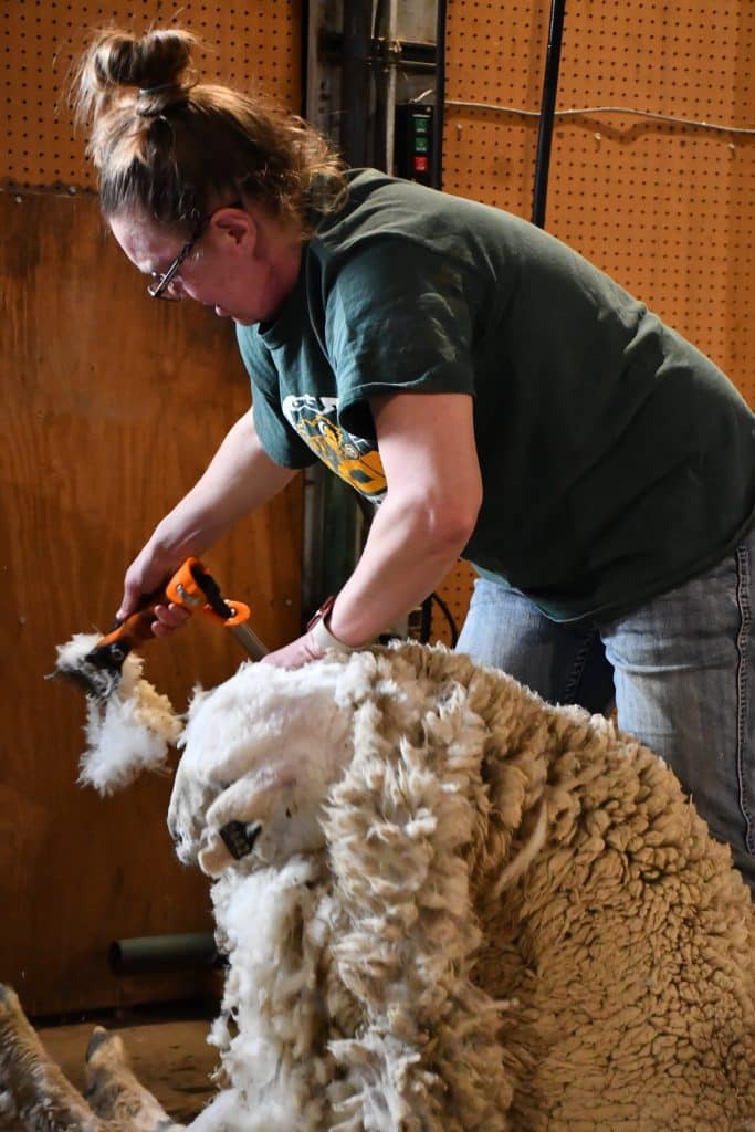 Moffat County shearing school provides instruction that’s a cut above ...