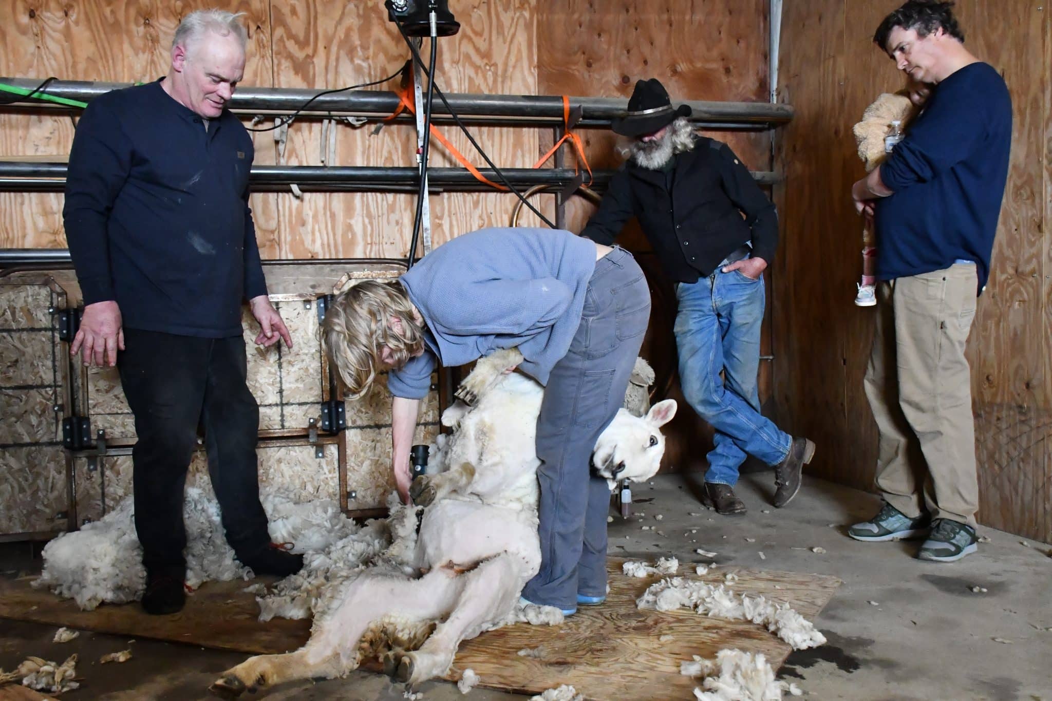 Learn to shear sheep in three-day class this spring | CraigDailyPress.com