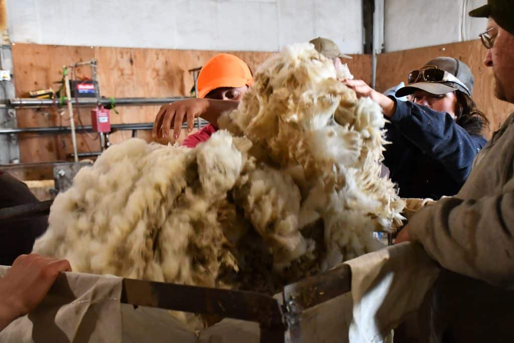 Moffat County shearing school provides instruction that’s a cut above ...