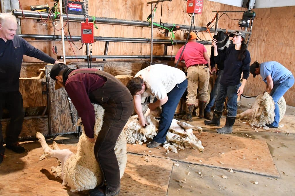 Moffat County shearing school provides instruction that’s a cut above ...