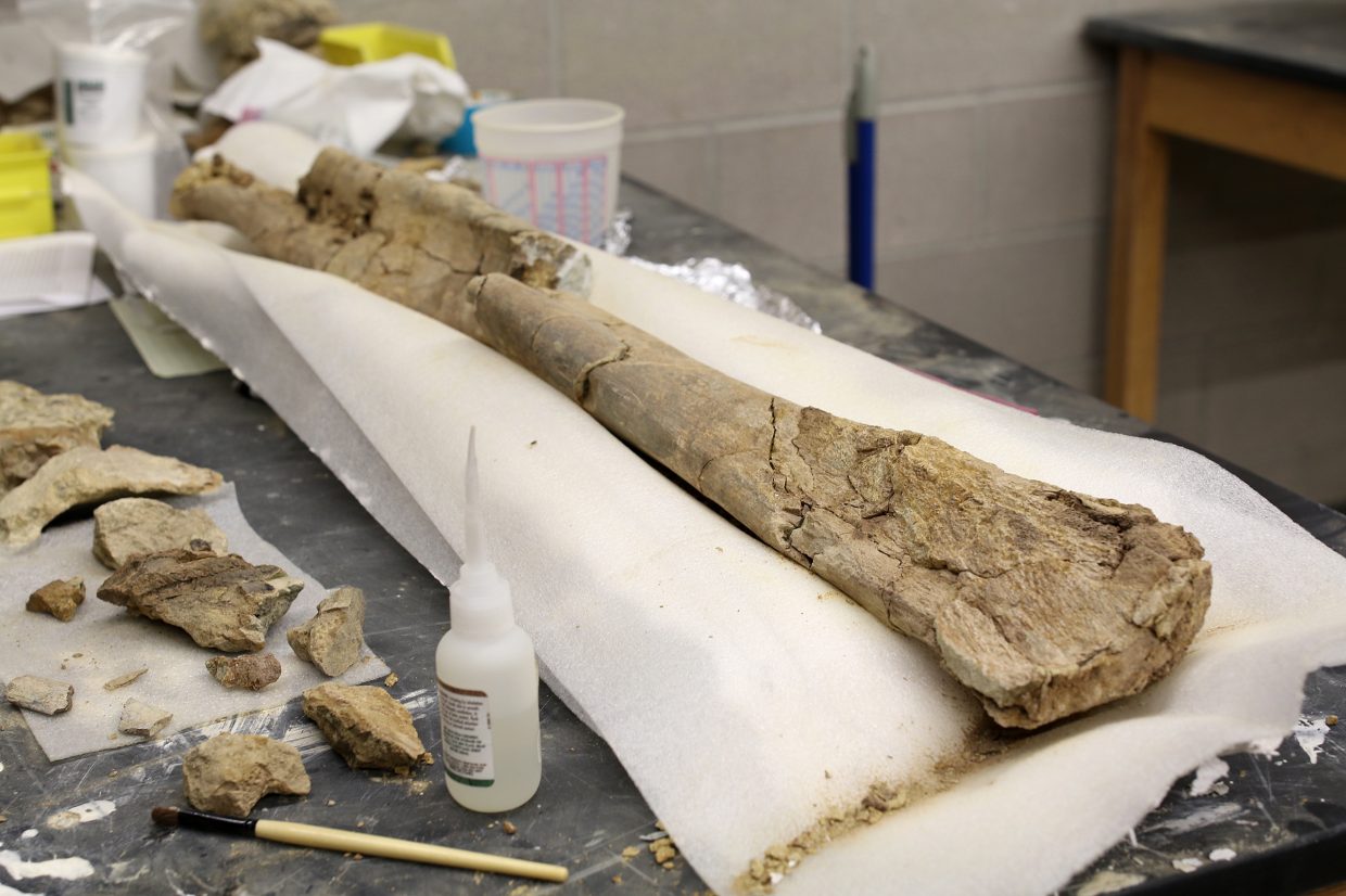 ‘Once-in-100-year opportunity’: Dino dig site could lead to years of ...