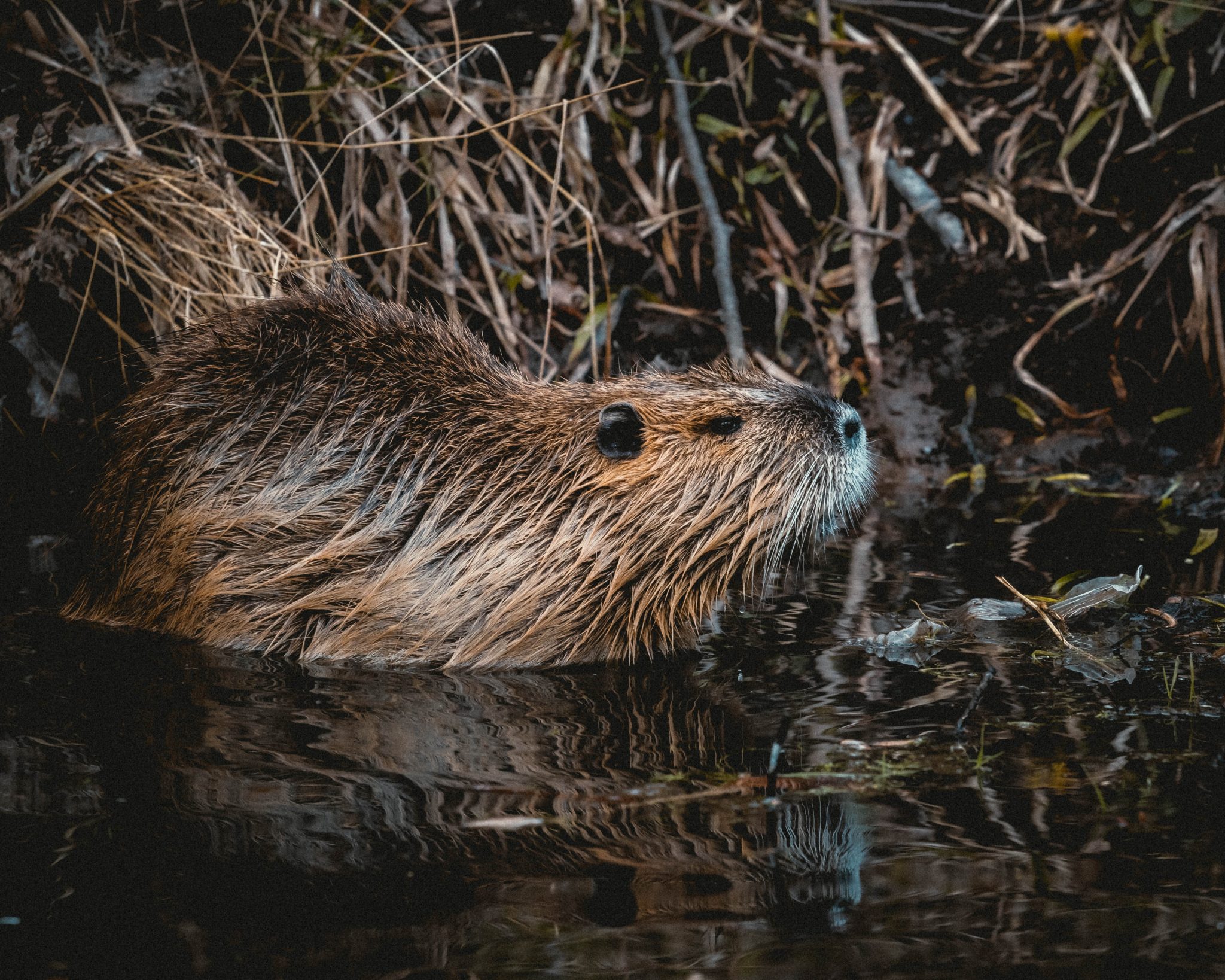 Writers on the Range: Are beavers always the answer? Not really | CraigDailyPress.com