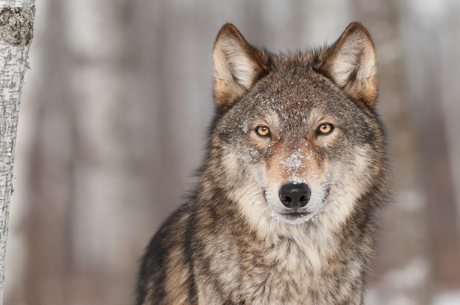 Colorado Wolf and Wildlife Center launches wolf naming contest ...