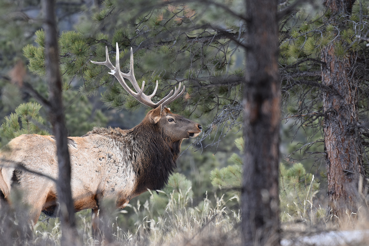 Colorado Parks and Wildlife to randomly survey 6,000 elk hunters about ...