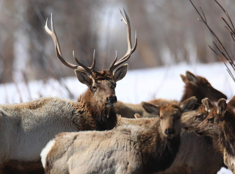 Colorado Parks and Wildlife accepting applications for 2025 big game ...