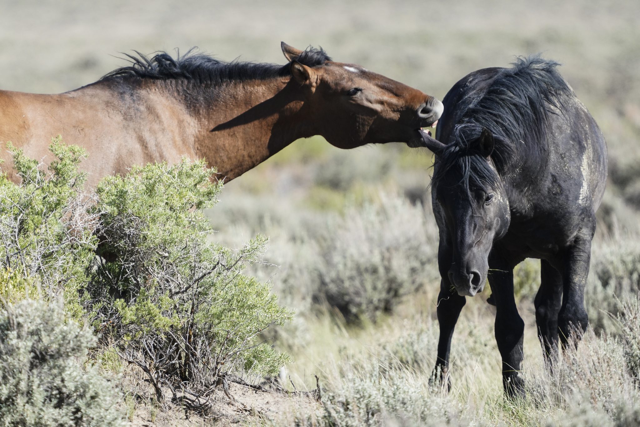Photos: Wild horseplay in the Sand Wash Basin | CraigDailyPress.com