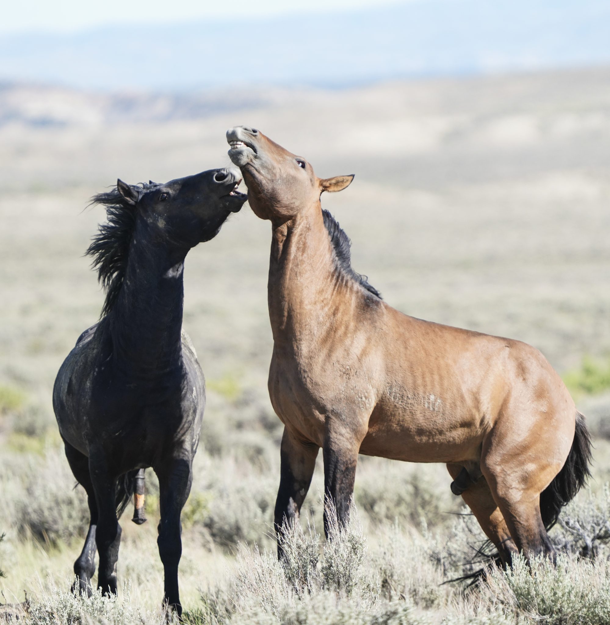 Photos: Wild horseplay in the Sand Wash Basin | CraigDailyPress.com